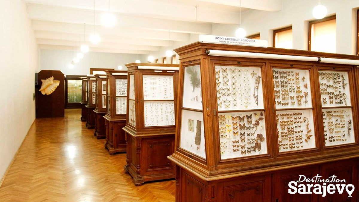 Exhibit opening: Magical World of Insects - Destination Sarajevo