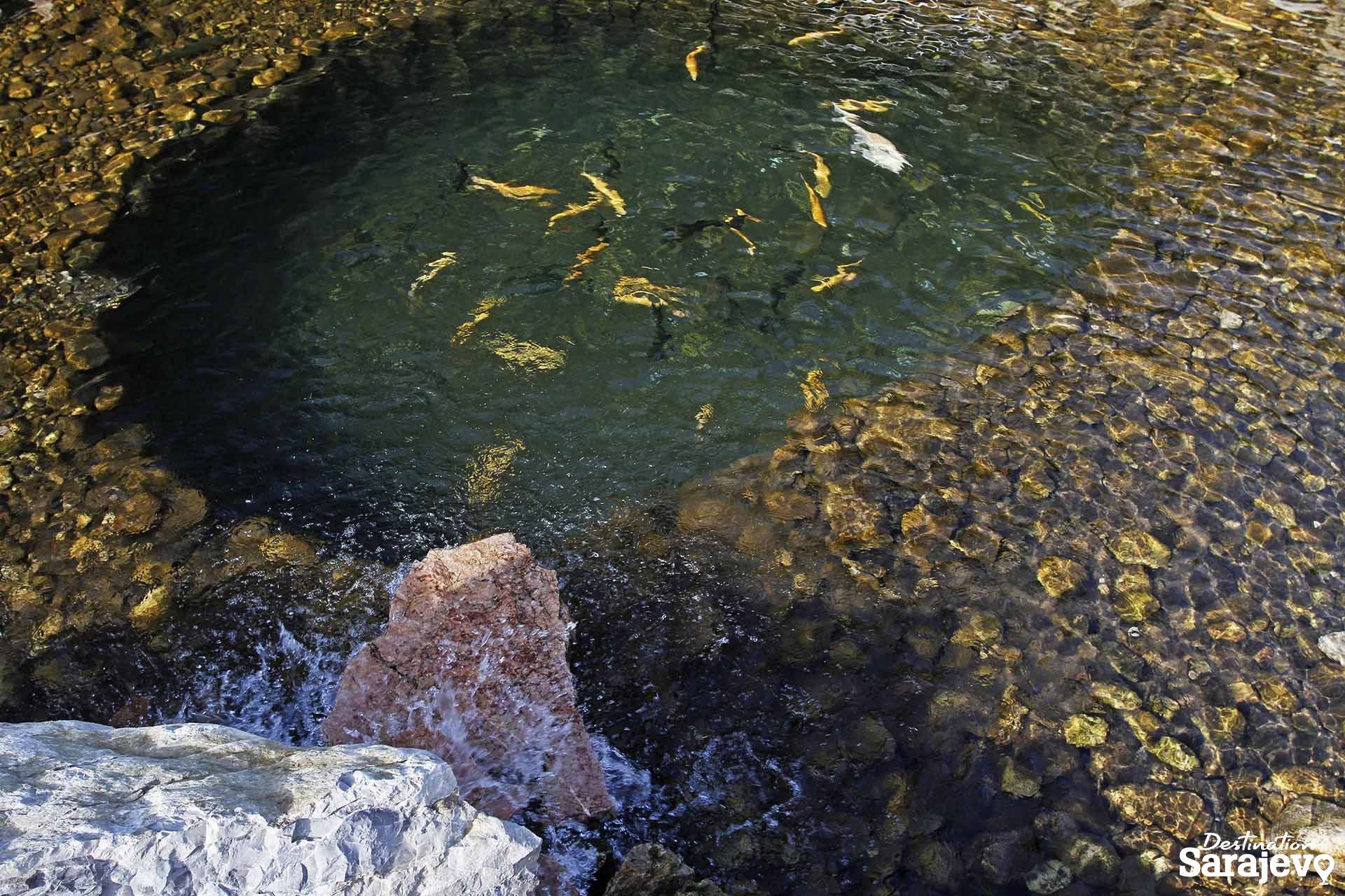 Ribnjak Toplik - Destination Sarajevo