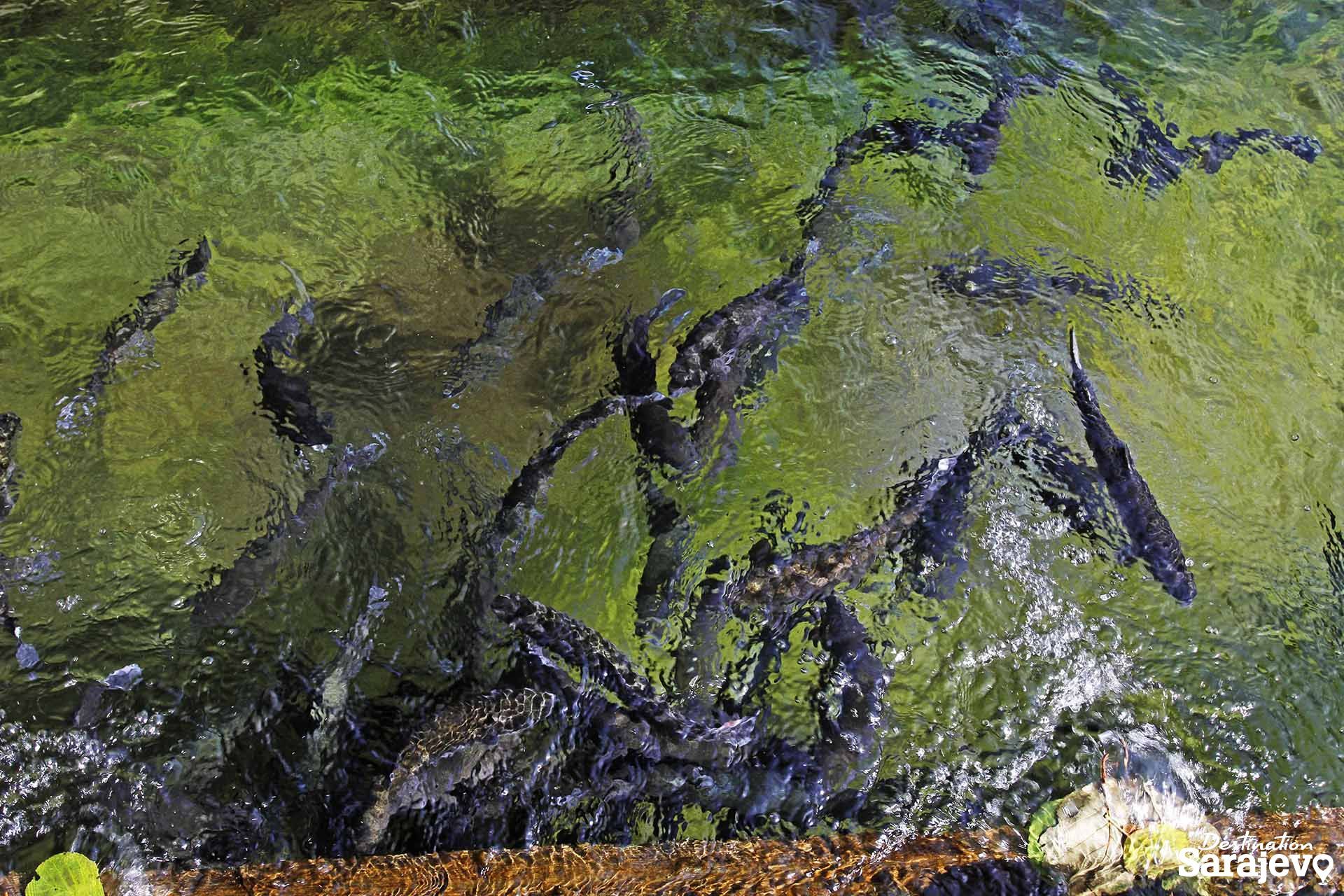 Ribnjak Toplik - Destination Sarajevo