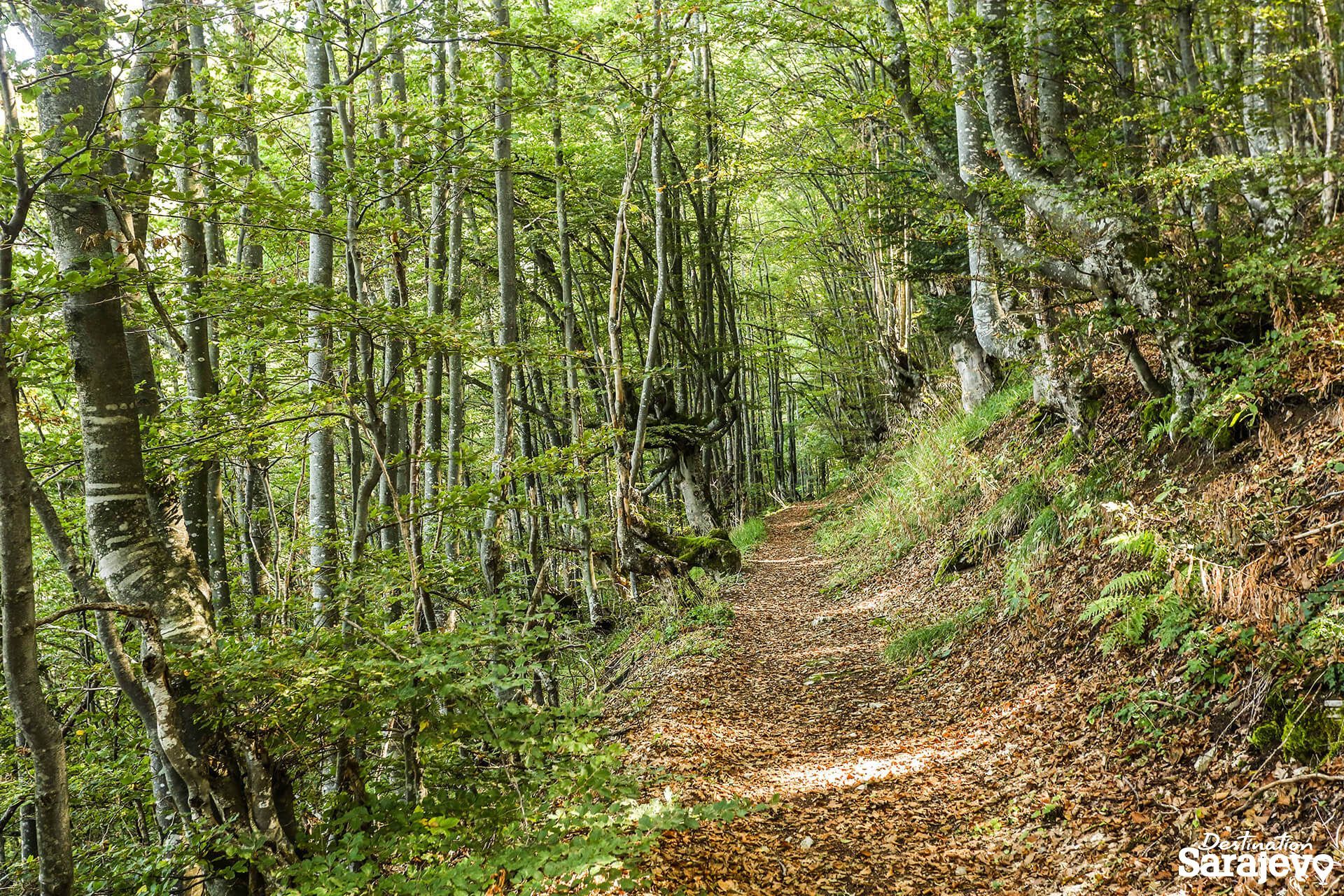 Skakavac - Destination Sarajevo