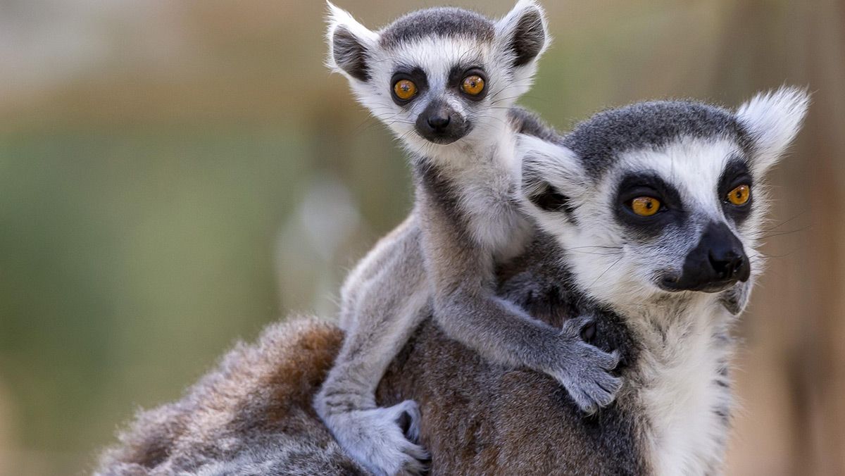 New animals at the Sarajevo Zoo - Destination Sarajevo